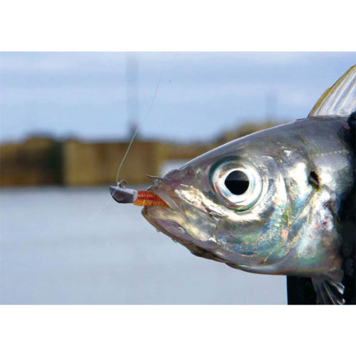 Ajing | Micro Jig – Proshop TST